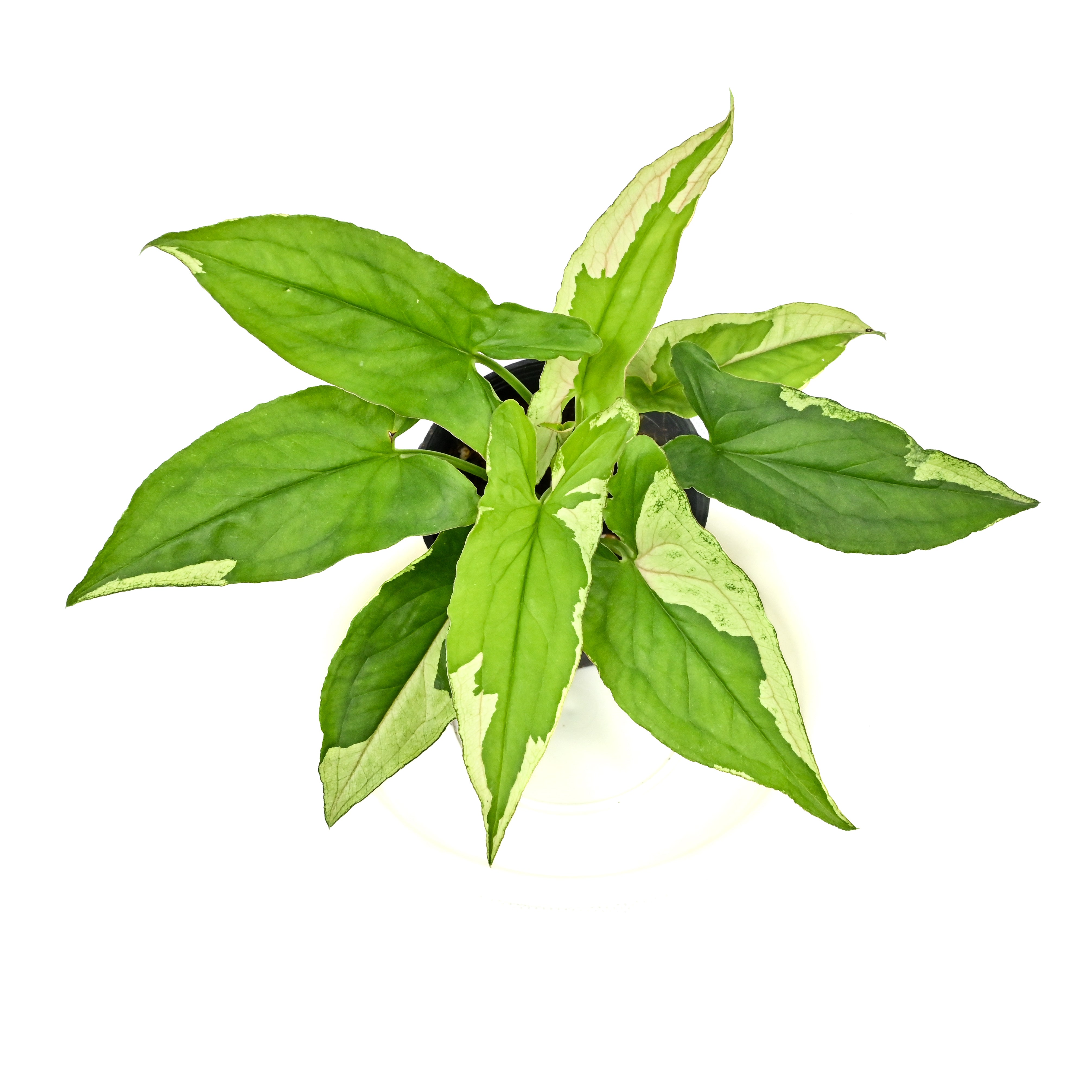 Syngonium eclipse variegated – Poonsin Garden