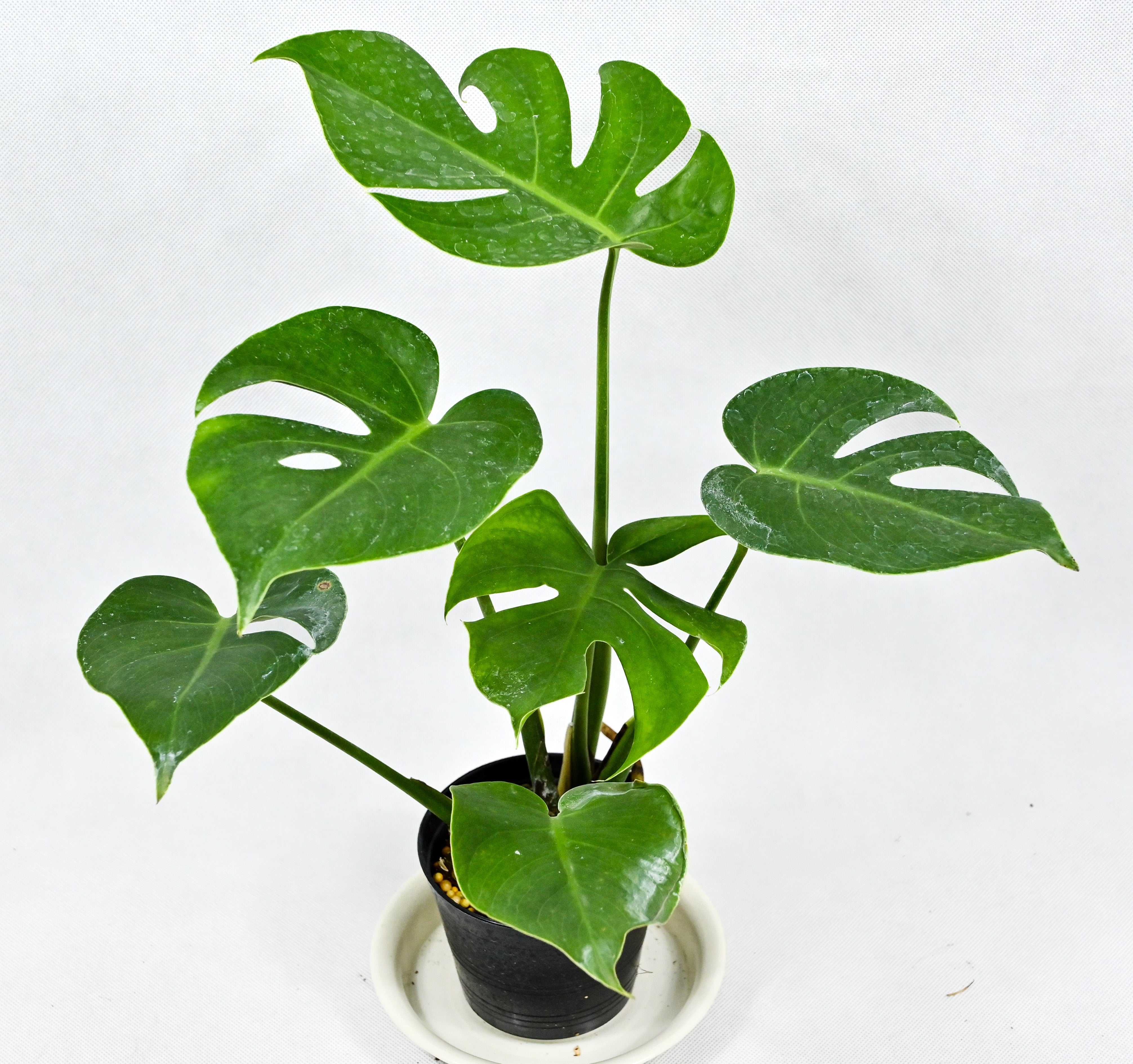 Monstera deliciosa compacta – Poonsin Garden