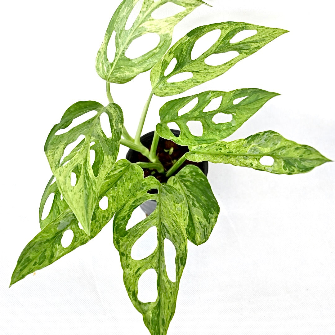 Monstera adansonii marble – Poonsin Garden