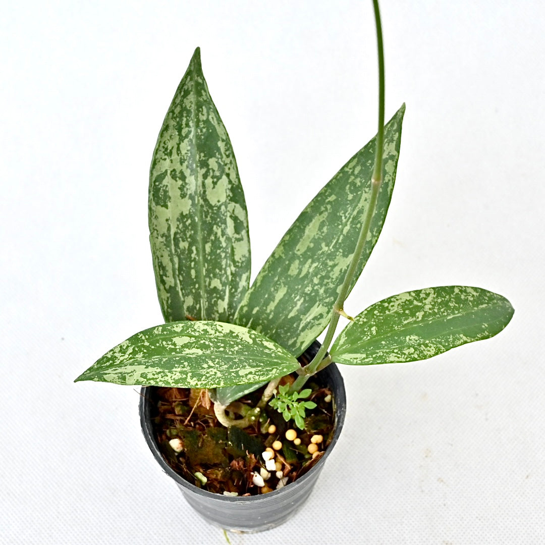 Hoya sp. Rangsan – Poonsin Garden