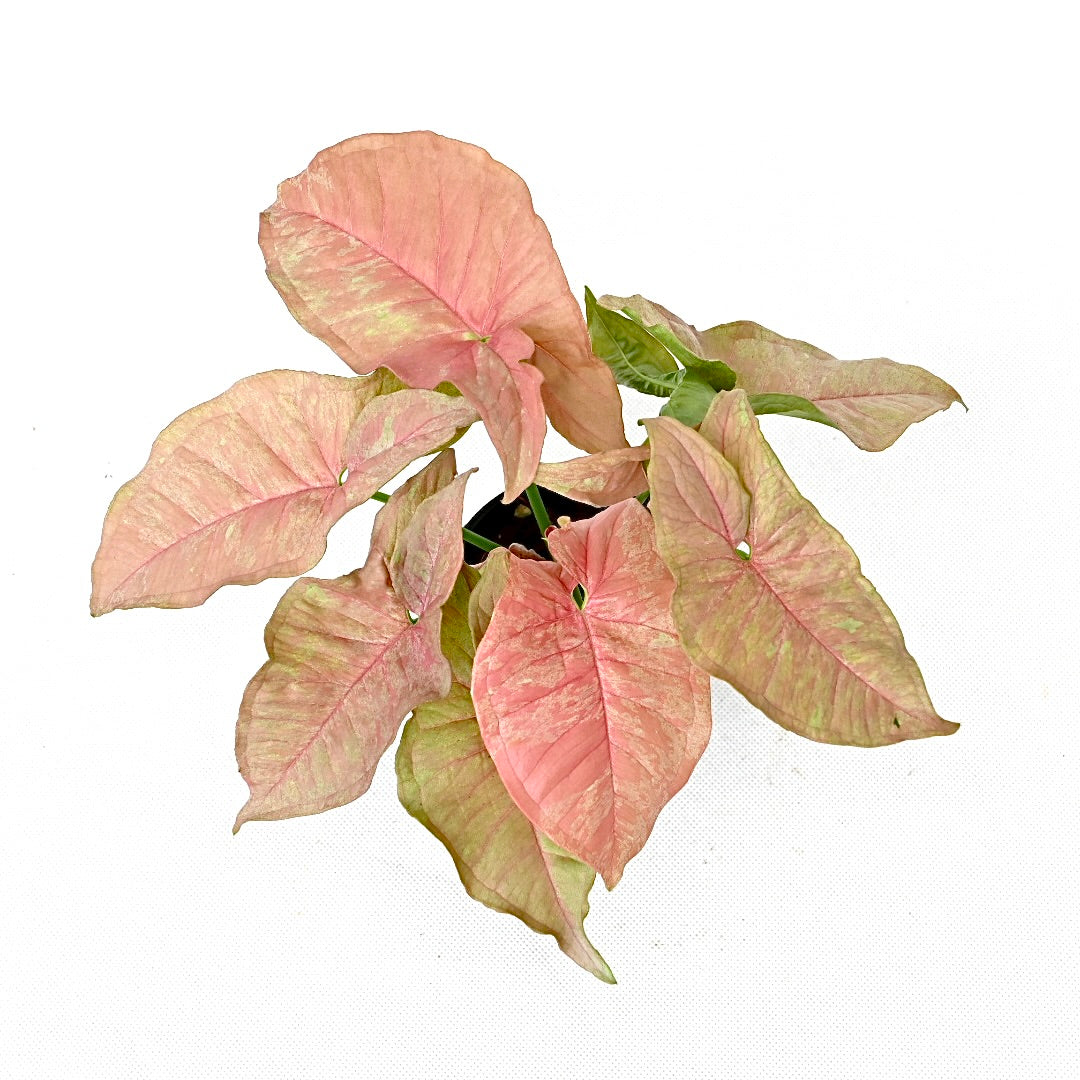 Syngonium pink venom – Poonsin Garden