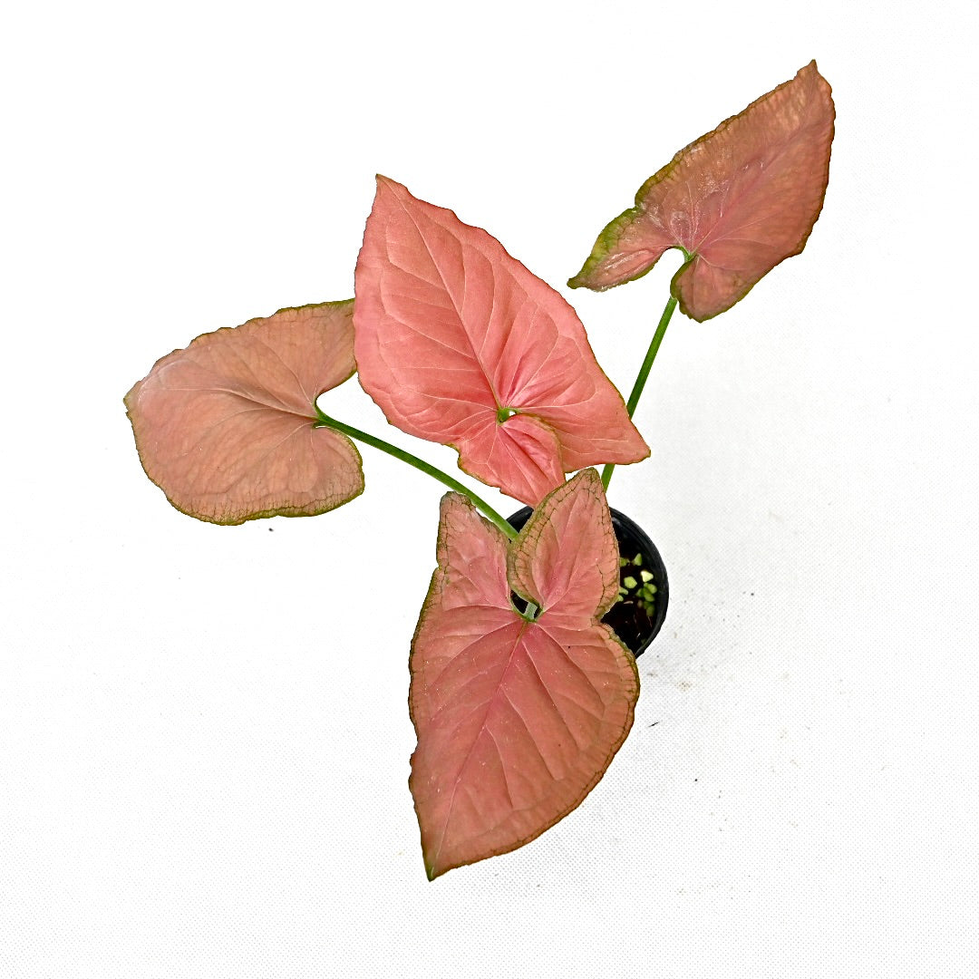 Syngonium orm nak red – Poonsin Garden