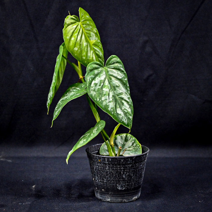Philodendron brandtianum wild form – Poonsin Garden