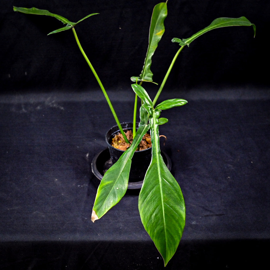 Philodendron joepii – Poonsin Garden