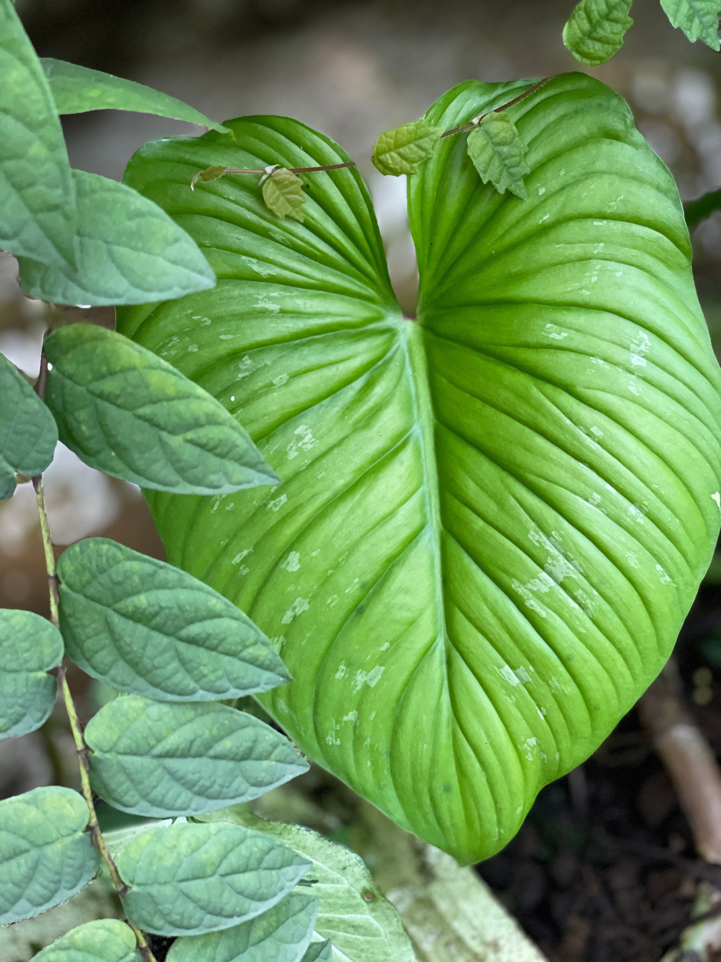 Philodendron mameii – Poonsin Garden