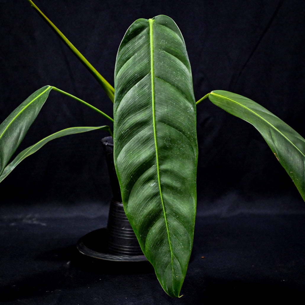 Philodendron patriciae – Poonsin Garden